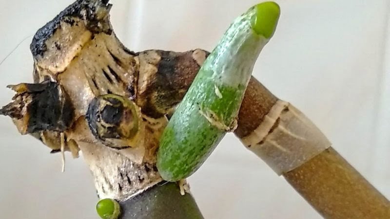Estos 4 ácidos Devolverán La Vida A Sus Orquídeas TambiÉn Le AyudarÁn A Usted