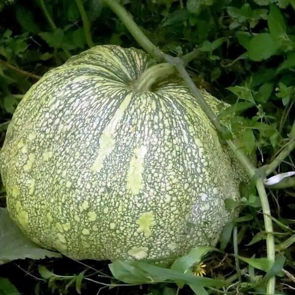 Calabaza, cómo sembrar de manera orgánica - plantascuidadoytrucos.com