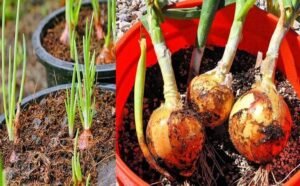 Cómo sembrar, cultivar Cebolla en Maceta y sus cuidados - Plantas ...