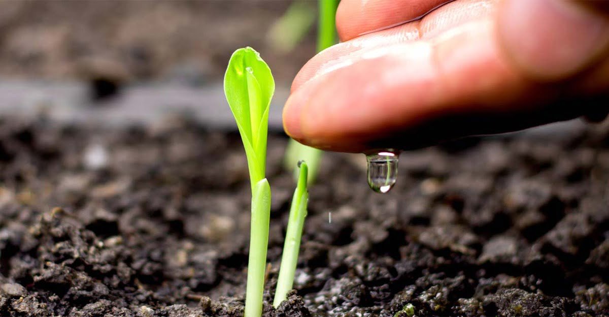 Sabe cómo regar correctamente las plántulas en todas las fases de ...